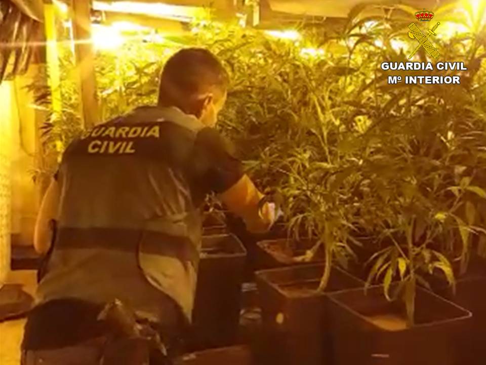 Detenidos un padre y su hijo por cultivar una plantación de marihuana en una vivienda de Xàbia ...
